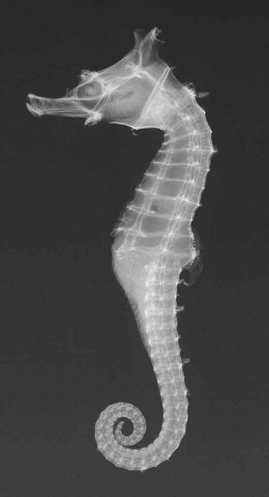 You Think You Know Animals… Til You See Them Under An X-Ray. The ...