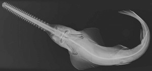 You Think You Know Animals… Til You See Them Under An X-Ray. The ...