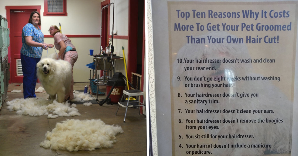 Groomer’s Poster Explains Why Her Services Cost More Than A Human’s Haircut