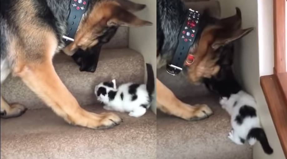 Caring German Shepherd Helps Struggling Kitten Walk Up The Stairs