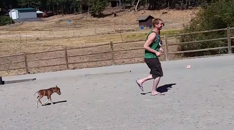 A Tiny 3 Day Old Pony Chasing A Man , That's amazing