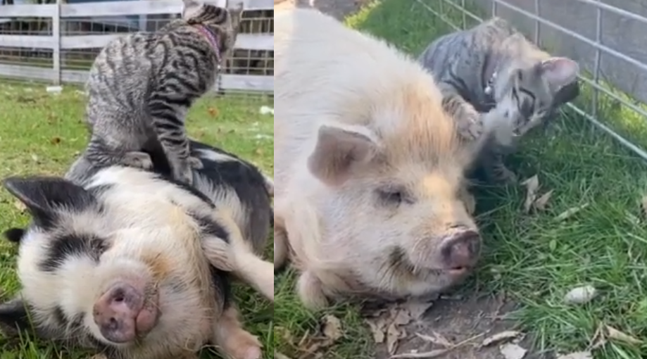 Cute Cat Love To Massage Pigs