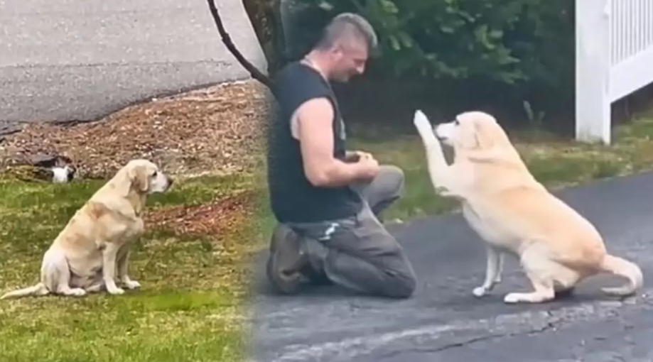 GARBAGEMAN IS ABSOLUTELY CLUELESS HE’S BEING FILMED BY DOG’S OWNER