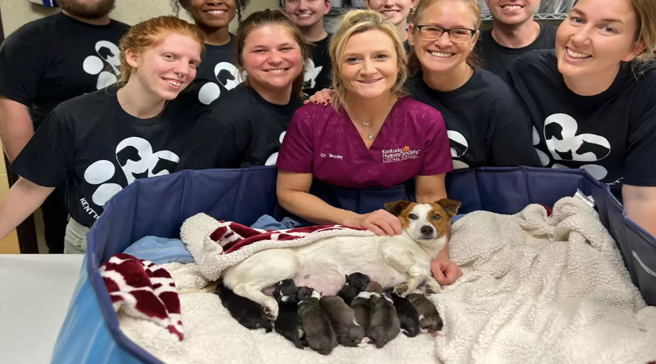 Tiny Pregnant Shelter Dog Melts Hearts Of The Vets By Giving Birth To ...