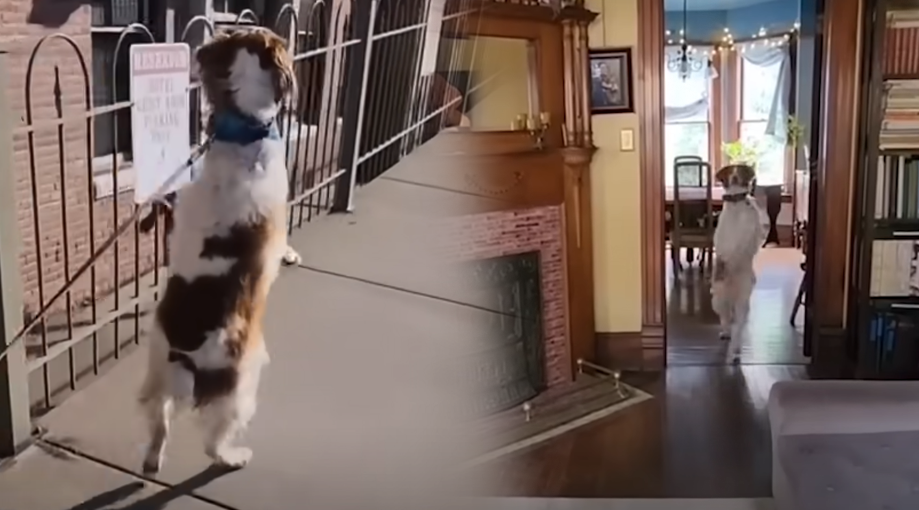 Meet Dexter, an 8-year-old dog who walks on two legs, just like a human